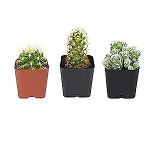 Cactus Plants (Mix of 3), Mammillaria Cactus Plants Live in Cactus Soil, Opuntia Cactus Live Plants, Cacti Plants Live, Cactus Décor Succulents, Cacti Décor Drought Tolerant Plants by Plants for Pets