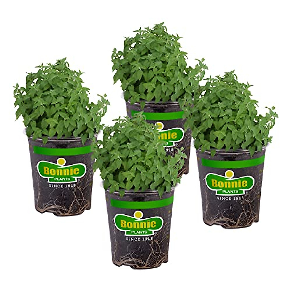 Bonnie Plants Catnip Live Herb Plants - 4 Pack, Pet Friendly, Grows Great In Containers, Fresh For Cats & Dries For Cat Sachets