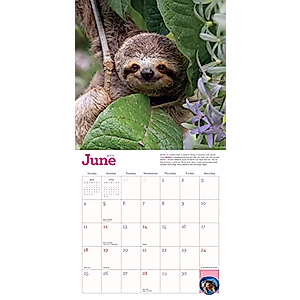 Original Sloths Wall Calendar 2023: The Ultimate Experts at Slowing Down