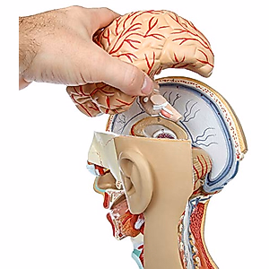 Axis Scientific 18-Part Premium Unisex Human Torso Model | Detailed Life-Size Human Body Model has 18 Removable Human Organs | Includes Detailed Product Manual