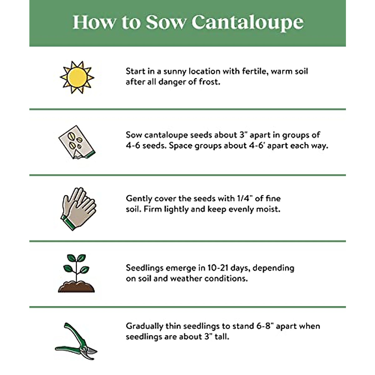 Burpee Ambrosia Cantaloupe Melon Seeds 30 seeds