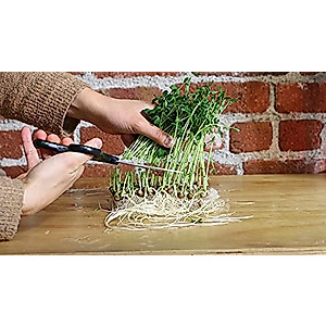 Back to the Roots 810667030377 Microgreen Bundle Sunflower & Organic Pea Shoot Seeds, Certified Organic, 0.56 Ounce (Pack of 6)