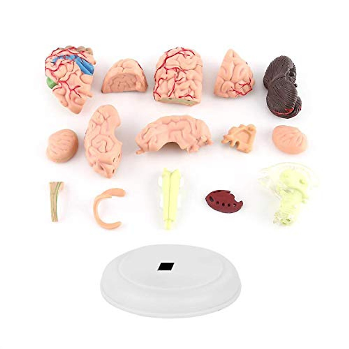 Brain Model Disassembled Human Anatomical Model Colorful 4D Structure Teaching Learning Tool for General Anatomical Study