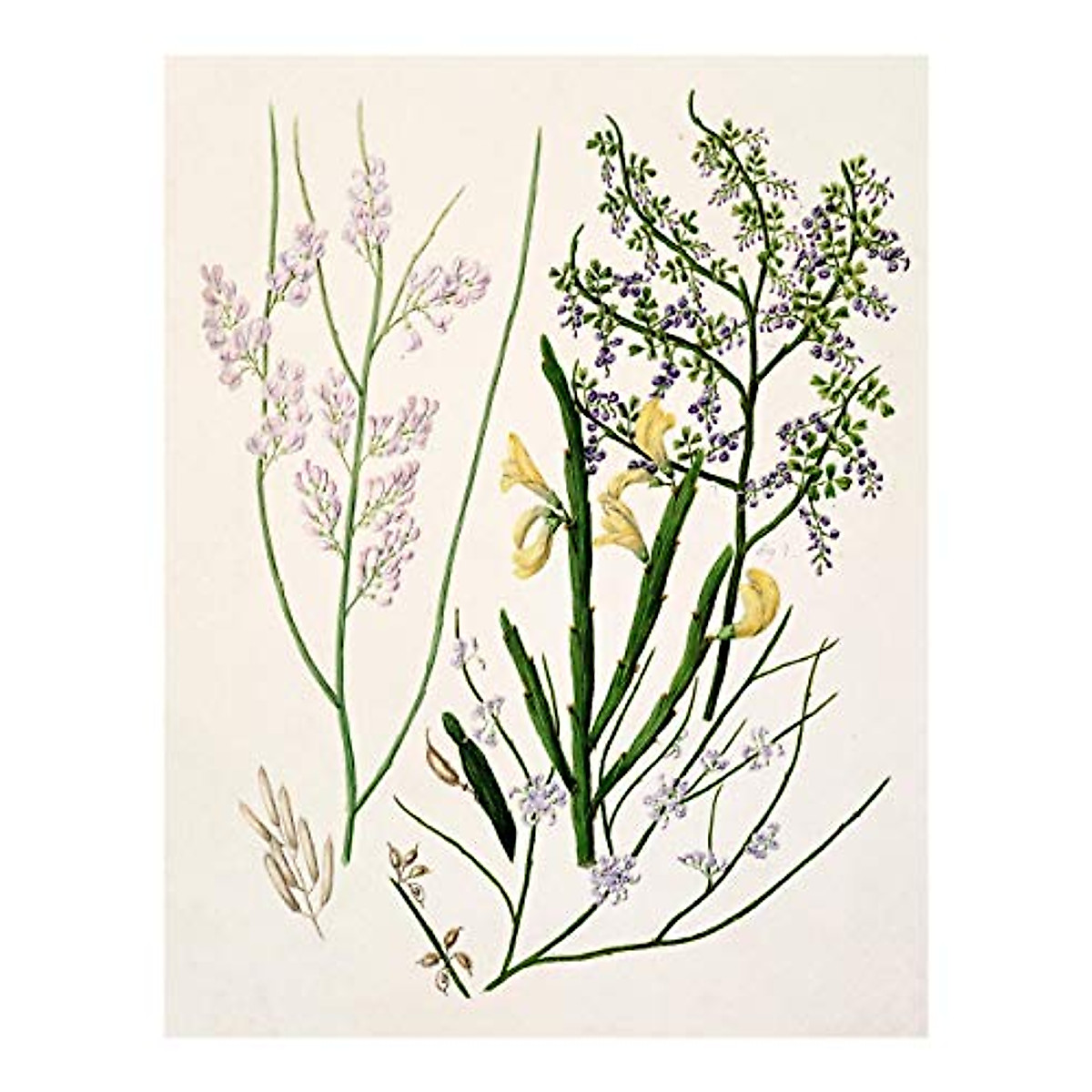 Vintage Botanical Prints | Forest Plants by Ink Inc. | Wildflower Leaves Floral Wall Art | Set of 6 8x10 Unframed