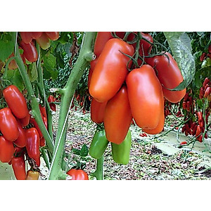 30+ Italian San Marzano Paste Tomato Seeds, Heirloom Non-GMO, Indeterminate, Open-Pollinated, Productive, Delicious, from USA