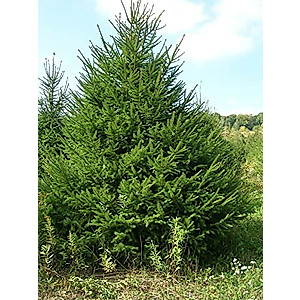 30 Seeds Norway Spruce Tree Seeds, Picea Abies, Non-GMO (Evergreen, Fast) Grown in Illinois USA