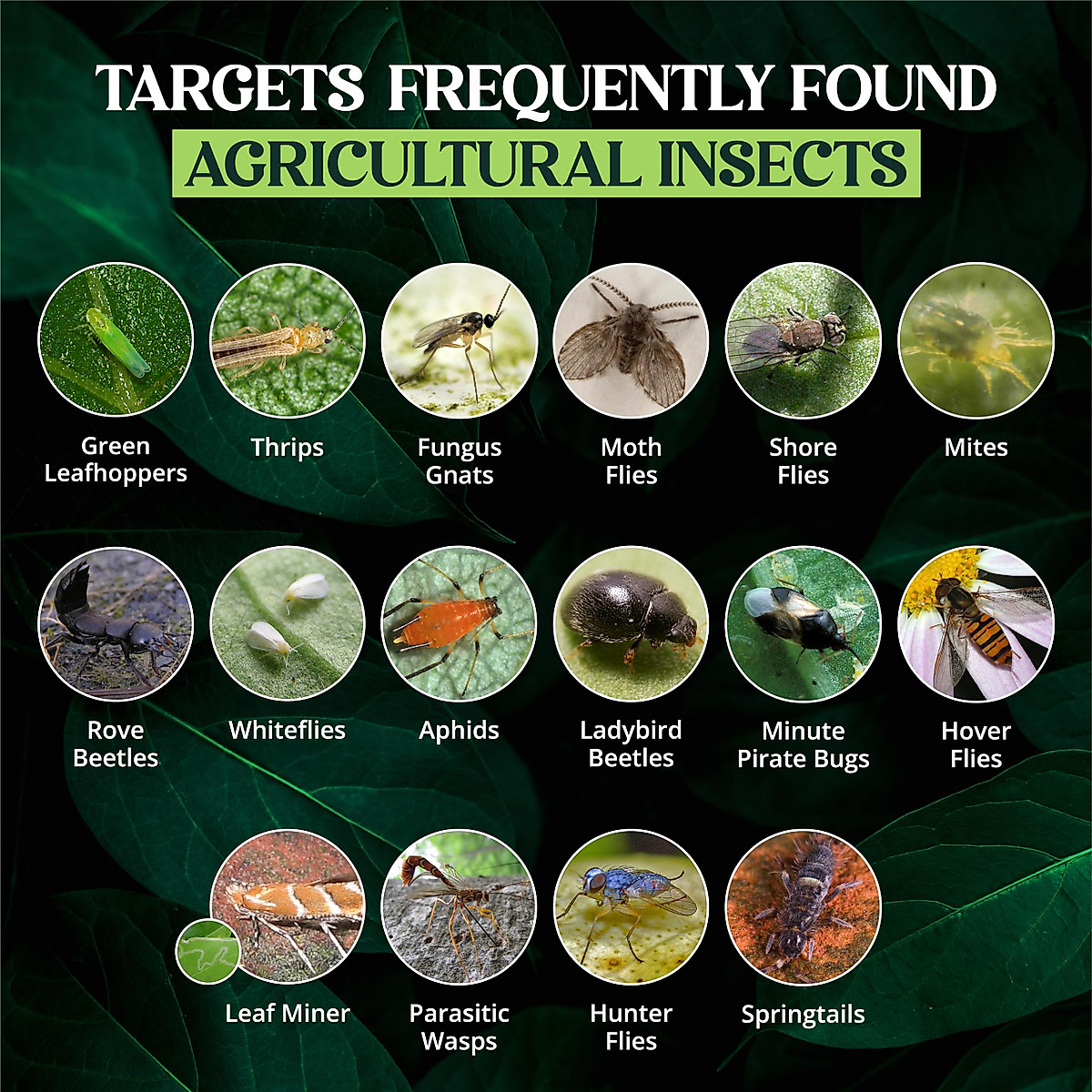 Catchmaster GRO Blue Sticky Trap 72PK, Outdoor Insect Trap, Protect Live Plants Indoor, Bug, Thrips, & Fruit Fly Trap, Glue Traps for Home, Farm, Garden, Hydroponics, & Greenhouse, Pest Control