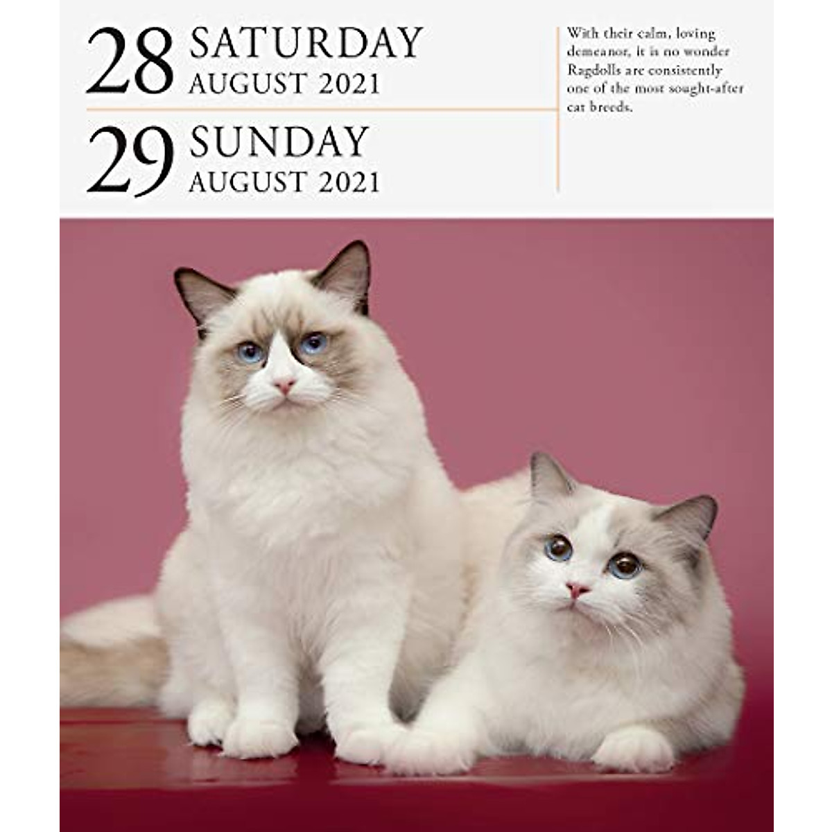 Cat Page-A-Day Gallery Calendar 2021