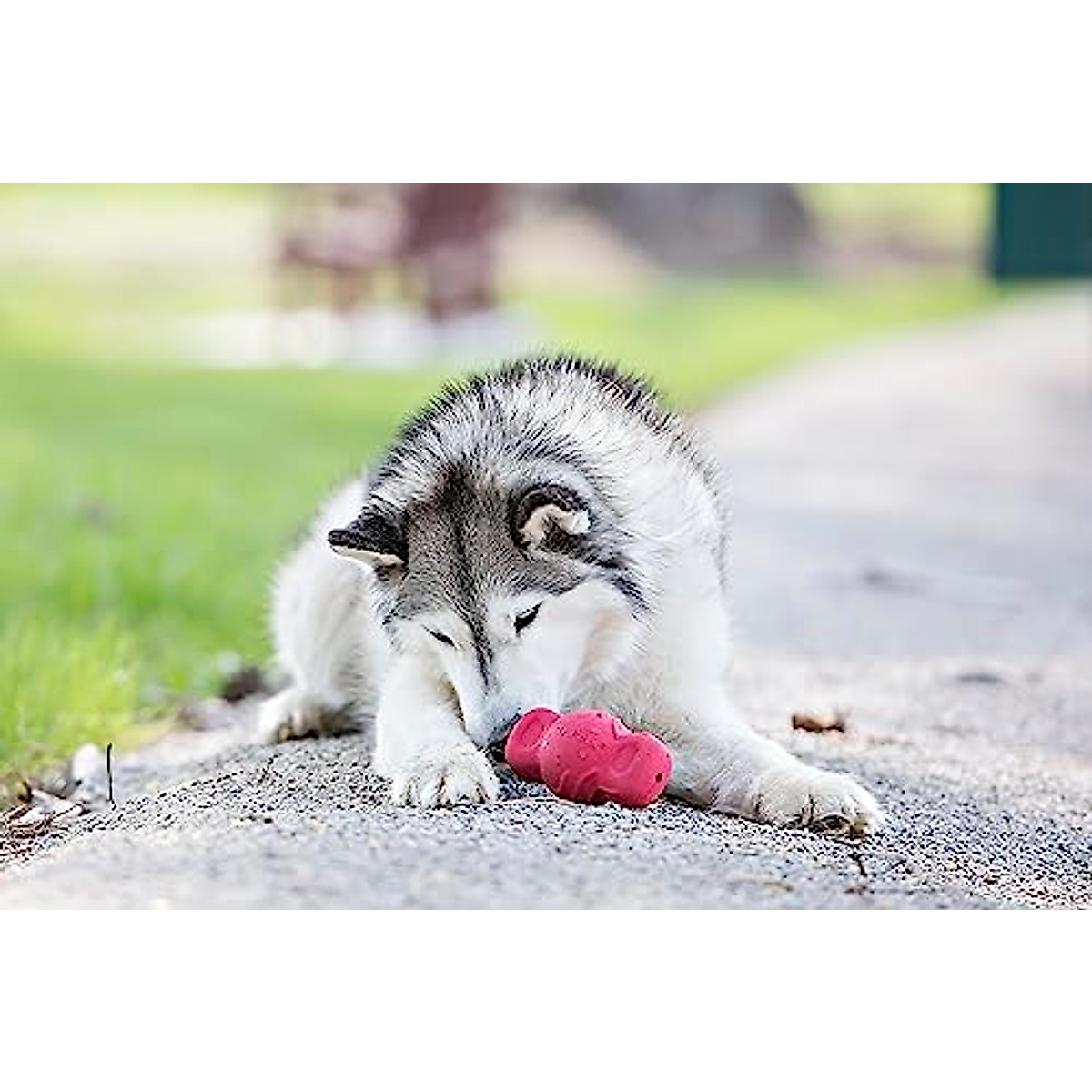 Jolly Pets Tuff Range Tuff Teeter Bouncing Treat Dispenser Dog Toy, 5 Inches, Red