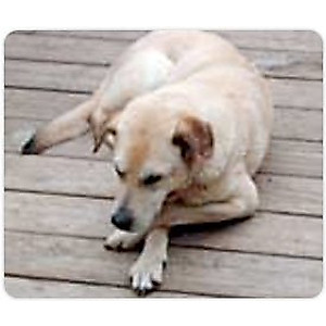 Dr. Baker's Canine System Saver