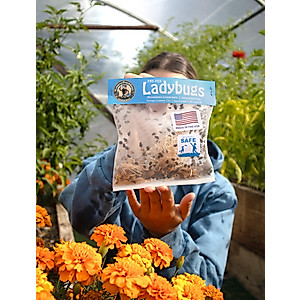 NaturesGoodGuys - Live Ladybugs (150 Live Ladybugs)