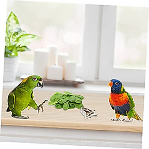 10 pcs Birds Fixed Stainless Holders- Clip Treat Accessories Steel Fork Small Animal Silver Parrot Holder Cockatoo Cuttlebone Budgie Holding Fruit Clips Bird Parakeet Metal