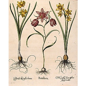 [Fritillary or Guinea-hen flower] Frittillaria; [Fragrantr jonquil] Narcissus Juncifolius prµcox maior; [Garden narcissus] Pseudo Narcissus luteus