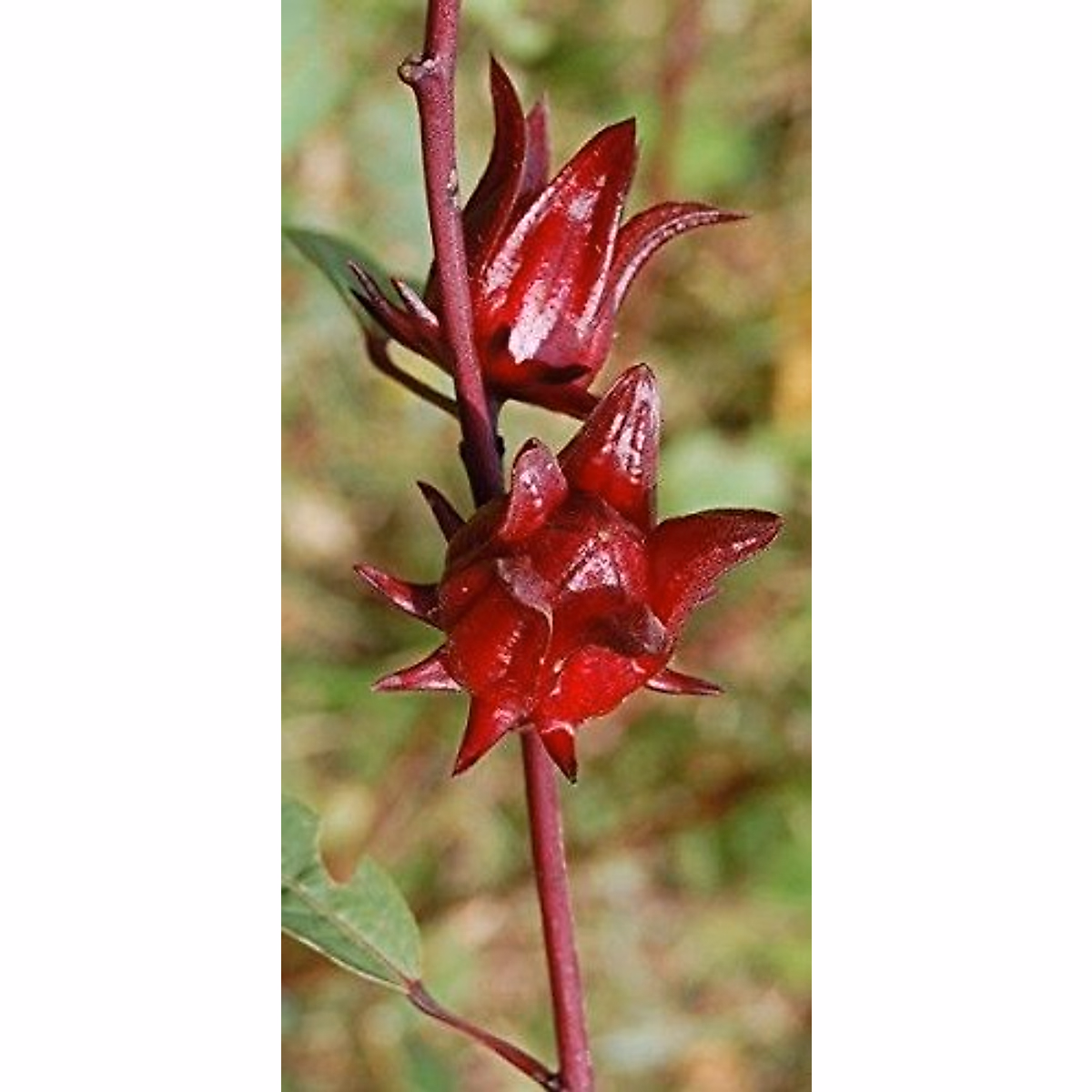 50 Jamaican Sorrel Seeds, Florida Cranberry, Indian Roselle, Hibiscus Sabdariffa