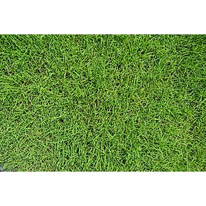 Hancock Seed Co. Royal Bengal Bermuda Grass Seeds, 2 lbs.