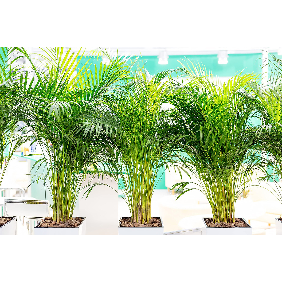 American Plant Exchange Areca Palm Tree, Graceful Indoor Houseplant, 6-Inch Pot, Bright Golden Canes, Air-Purifying Live Plant