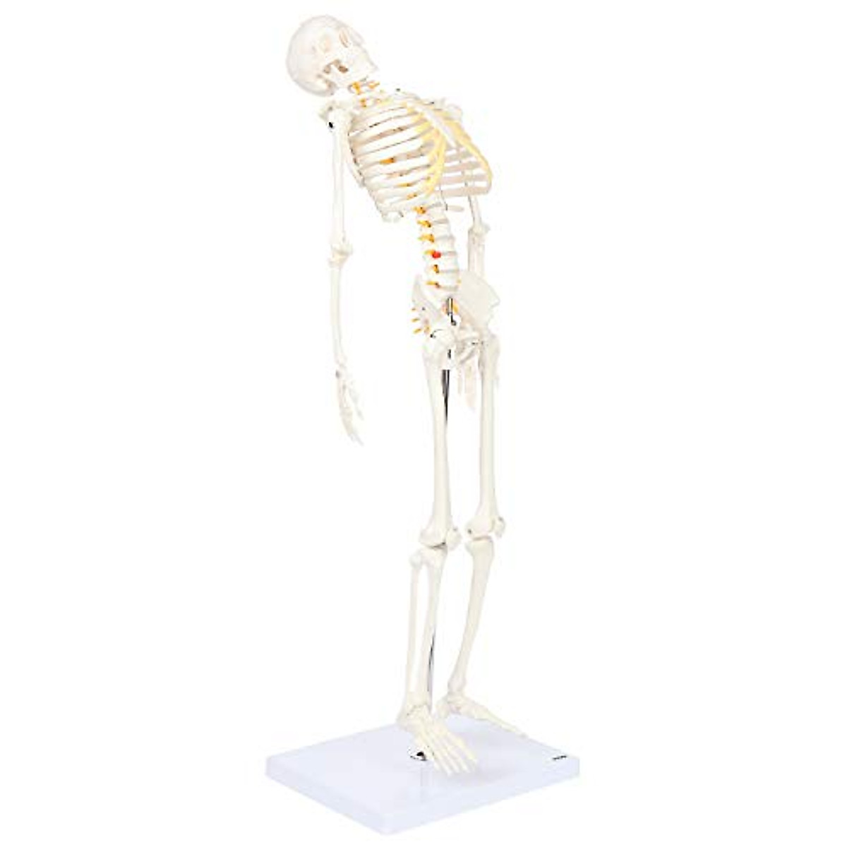 Axis Scientific Mini Human Flexible Skeleton Model with Stand, 34" Tall Skeleton Includes Flexible Spine and Removable Arms and Legs, a Stand and Base for Display and Demonstration,