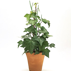 39 Inch Twig Plant Support Stakes,Tree Branch Support Stake,Trellis Stakes for Indoor Outdoor Potted Plants(4pcs)