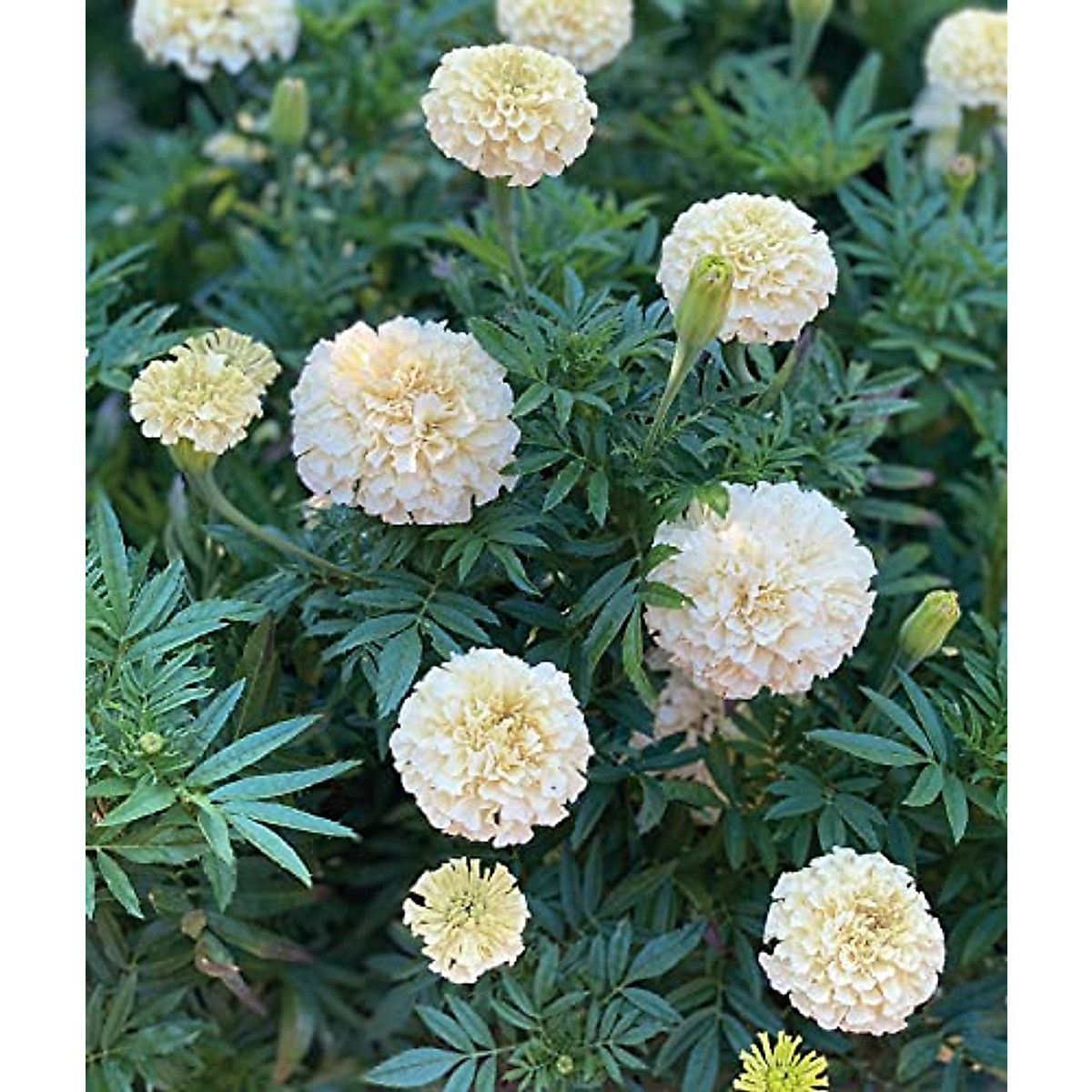 Burpee Snowball Marigold Seeds 50 seeds