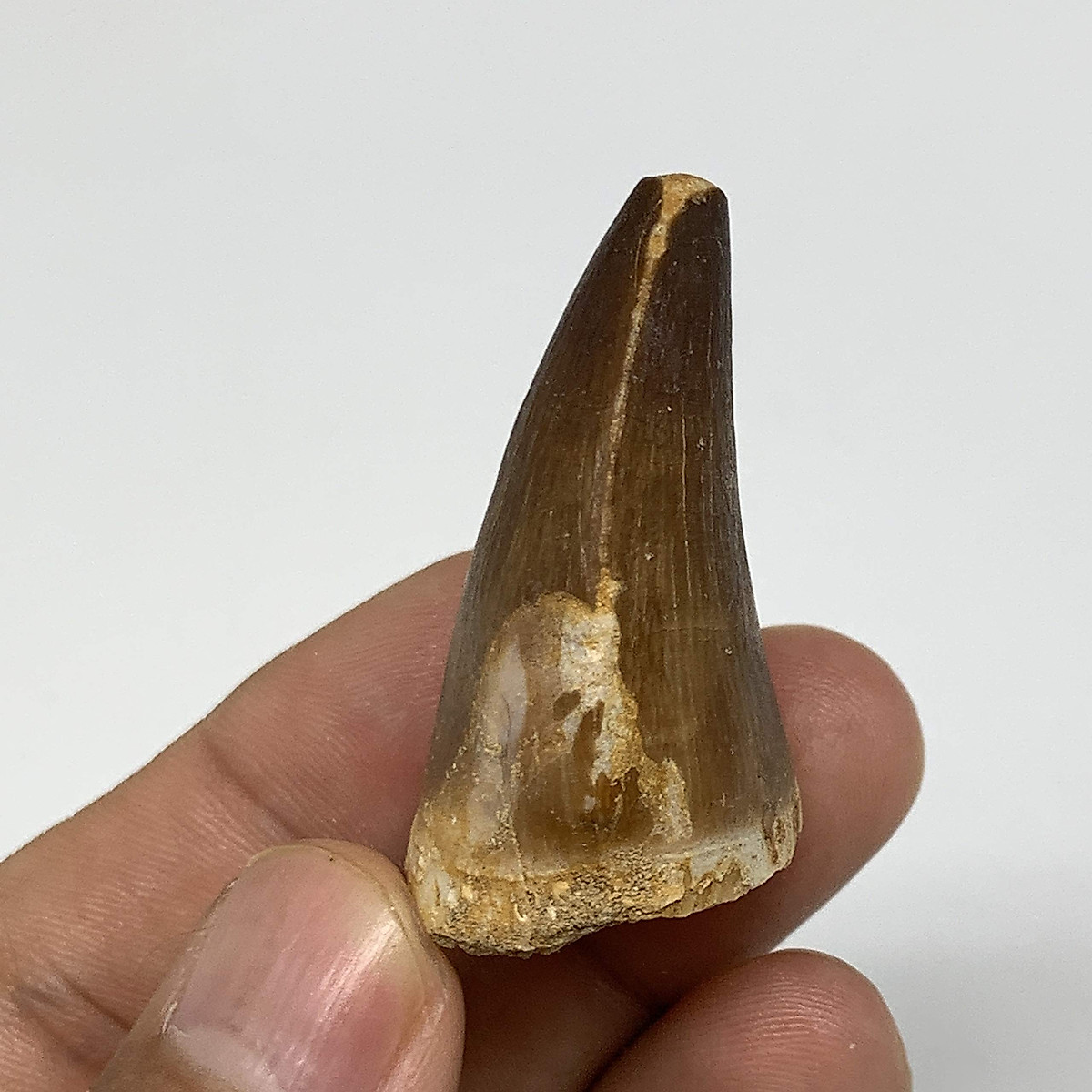 20.8g, 1.7"x1"x0.8" Fossil Mosasaur Tooth Reptiles, Cretaceous from Morocco,B12802