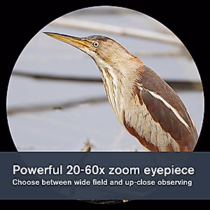 Celestron – LandScout 80mm Angled Spotting Scope – Fully Coated Optics – 20–60x Zoom Eyepiece – Rubber Armored – Tabletop Tripod and Smartphone Adapter