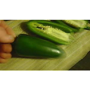 Giant Jalapeno Pepper Seeds Huge PODS Great Stuffers MILD (25 Seeds)