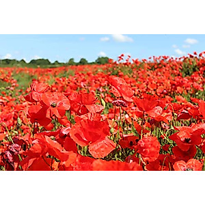 50,000 Flanders Red Corn Poppy Seeds 7 Grams Non GMO Heirloom USA Harvested pollinator bee Butterfly American Legion Poppy. Ornamental Poppy