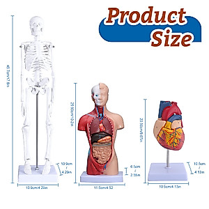 faruijie Human Heart & Body Torso & Skeleton Anatomy Model - Anatomical Assembly Model of Human Organs Mini Human Skeleton Model with Movable Arms and Legs for Medical Student Educational Kit