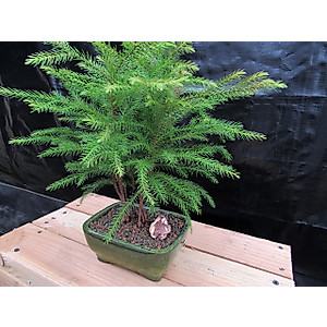 Norfolk Island Pine Bonsai Tree (Medium)