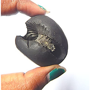 XUETZALCOATL Keshavah Sudarshan Shaligram 1.5cm - 2.5cm from Kali Gandaki 1 pcs