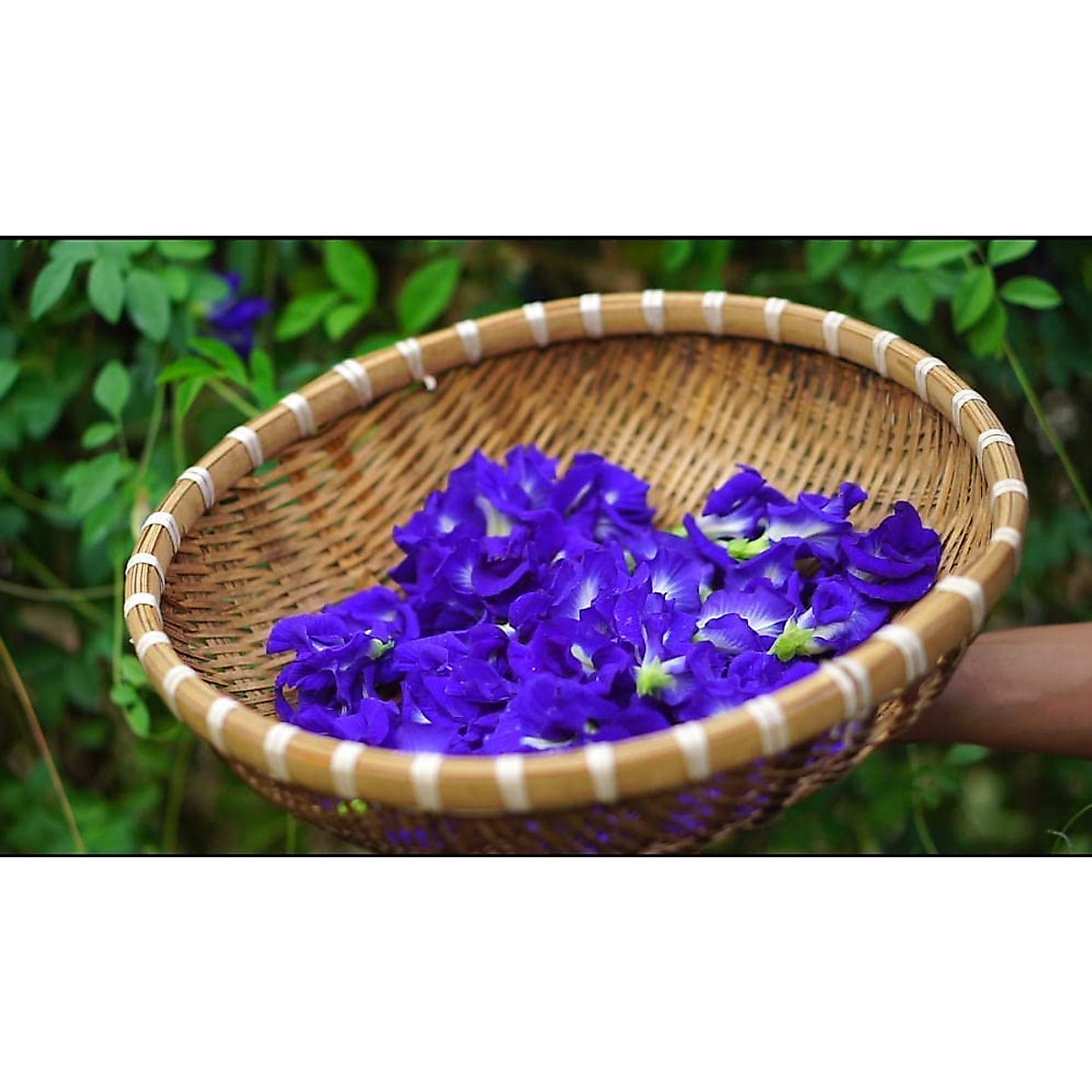 100 Butterfly Pea Flower Seeds - HOA Dau Biec - Blue Butterfly Pea Vine Seeds (Clitoria Ternatea) Asian Pigeonwings -Tropical Vine Plant Seeds- Edible Flower Seeds