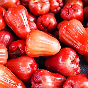 Live Red Rose Apple Plant, Red Wax Apple Tree Plant, 2 Ft Tall Sweet Fruit Plant for Garden