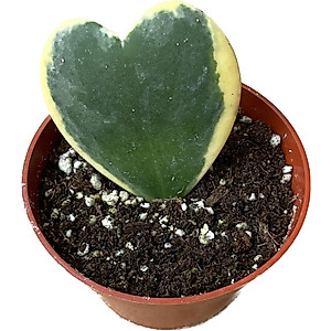 Variegated Hoya Kerrii - Hoya Plants Live Houseplant - Live Hoya Plant - Outer Variegated Hoya Kerrii - Plant Gift - Air Purifying Plant (2-3 Leaves Plant, 4" Pot)