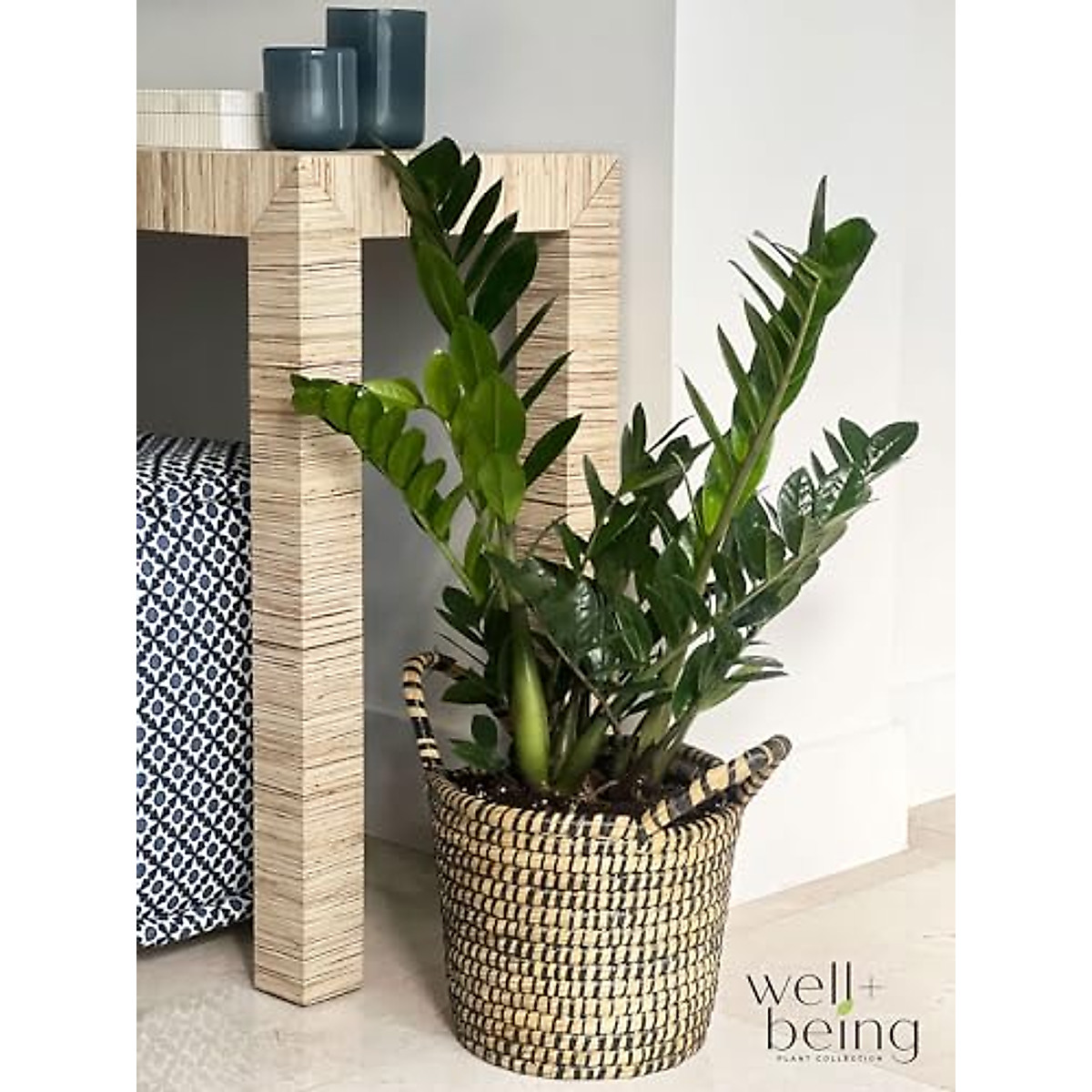Nature’s Way Farms ZZ Plant, Zamioculcas Zamiifolia, Indoor, Outdoor, Live Houseplant, in Grower Pot (25-30 in. Tall)