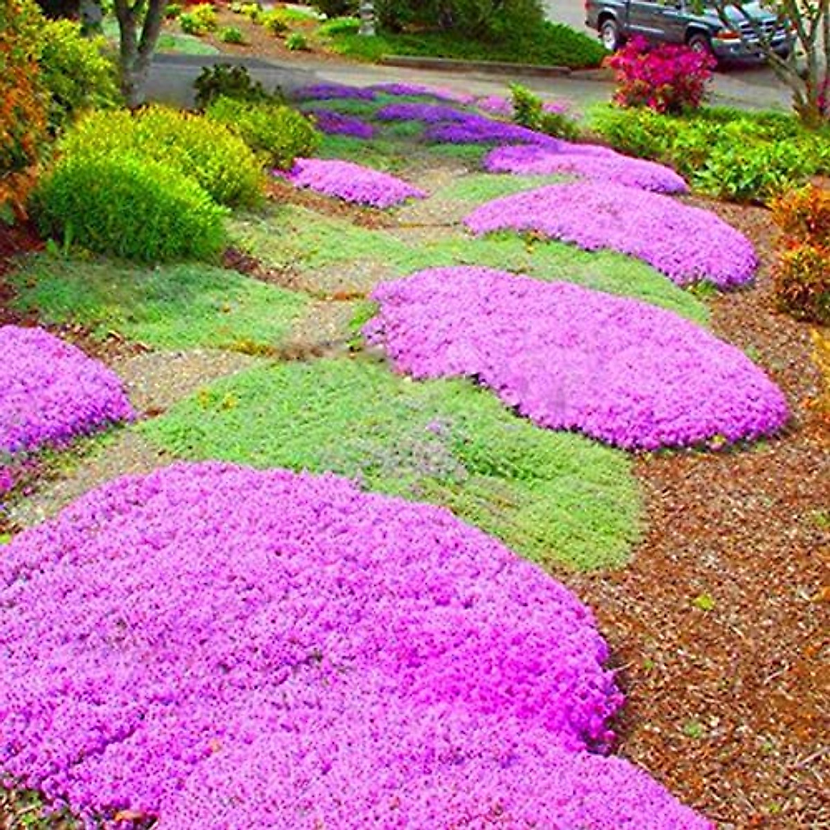 1000 Pcs Magic Carpet Creeping Thyme Ground Cover Creeping Thyme Seeds