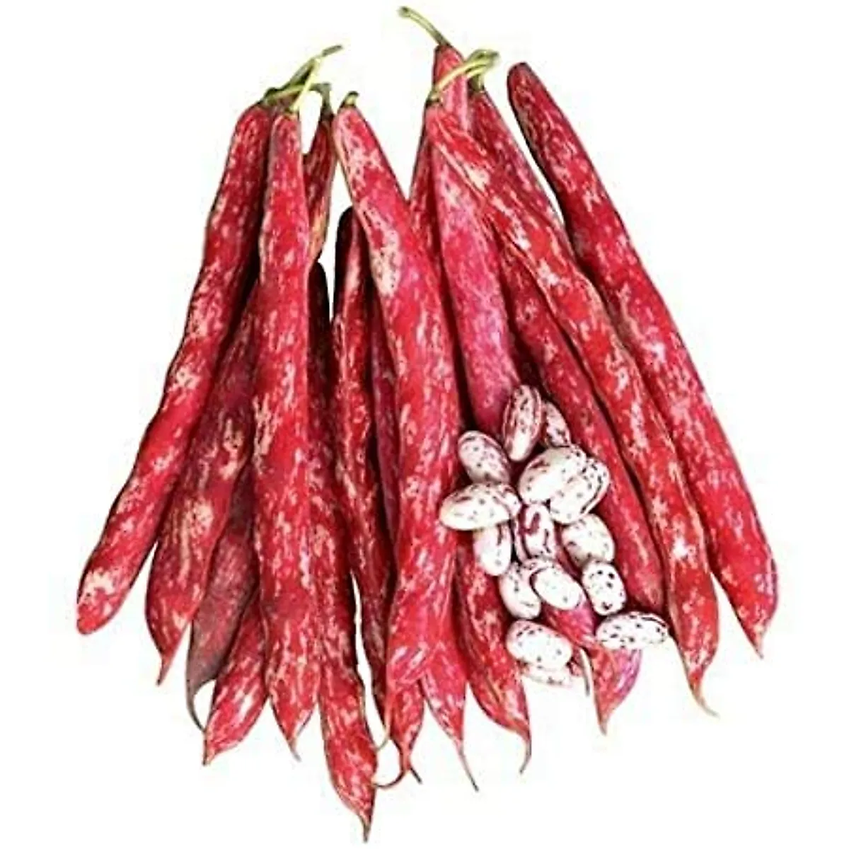 French Horticulture Bean Seeds for Planting, 50+ Heirloom Seeds Per Packet, (Isla's Garden Seeds), Non GMO Seeds, aka. Borlotti Bean, Botanical Name: Phaseolus vulgaris, Great Home Garden Gift