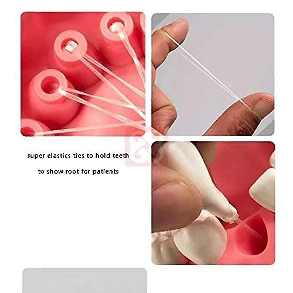 1.5 Times Large Dental Typodont Model Tooth Brushing flossing Practice Model Demonstration Removable Lower Teeth for Kids Dental Students Tooth Teach Study, 4.5 Inch x3.5 Inch x3.5 Inch