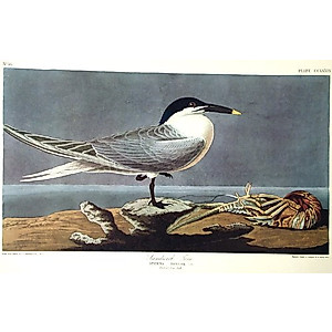 Sandwich Tern. From"The Birds of America" (Amsterdam Edition)