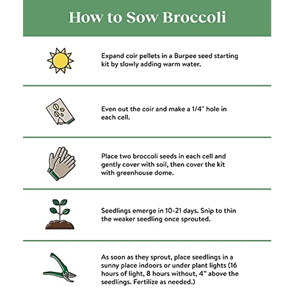 Burpee Sun King Broccoli Seeds 400 seeds