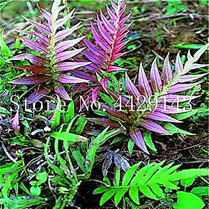 Dichondra Fresh 100pcs Fern Plant Seeds for Planting Red 3