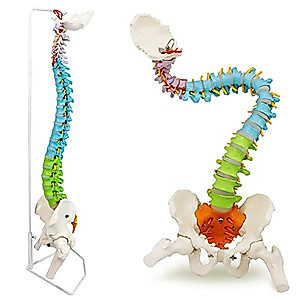 Merinden Spine Model,34.3" Flexible Life Size Spinal Cord Model with Stand, Chiropractic with Pelvis, Spinal Cord, Nerves and Vertebrae, Anatomical Spine Model ​for Science Study or Patient Education