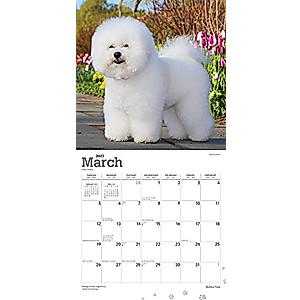 Bichon Frise | 2023 12 x 24 Inch Monthly Square Wall Calendar | Foil Stamped Cover | BrownTrout | Animals Dog Breeds DogDays