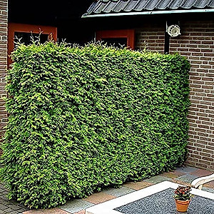 Green Giant Arborvitae | 3 Live 1 Gallon Trees | Thuja Plicata | Evergreen Privacy Screening Plants