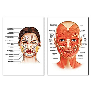 Facial Artery Muscle Poster Muscle Canvas Wall Art Facial Anatomy Poster for Hospital Clinic Decor Doctor Artwork Facial Vessels Poster Hospital Pictures Vessels Detailed Art Print 16x24inch No Frame