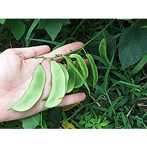 Henderson Baby Lima Bean Seeds for Planting, 30+ Heirloom Seeds Per Packet, (Isla's Garden Seeds), Non GMO Seeds, Botanical Name: Phaseolus lunatus, Great Yields, Excellent Garden Gift