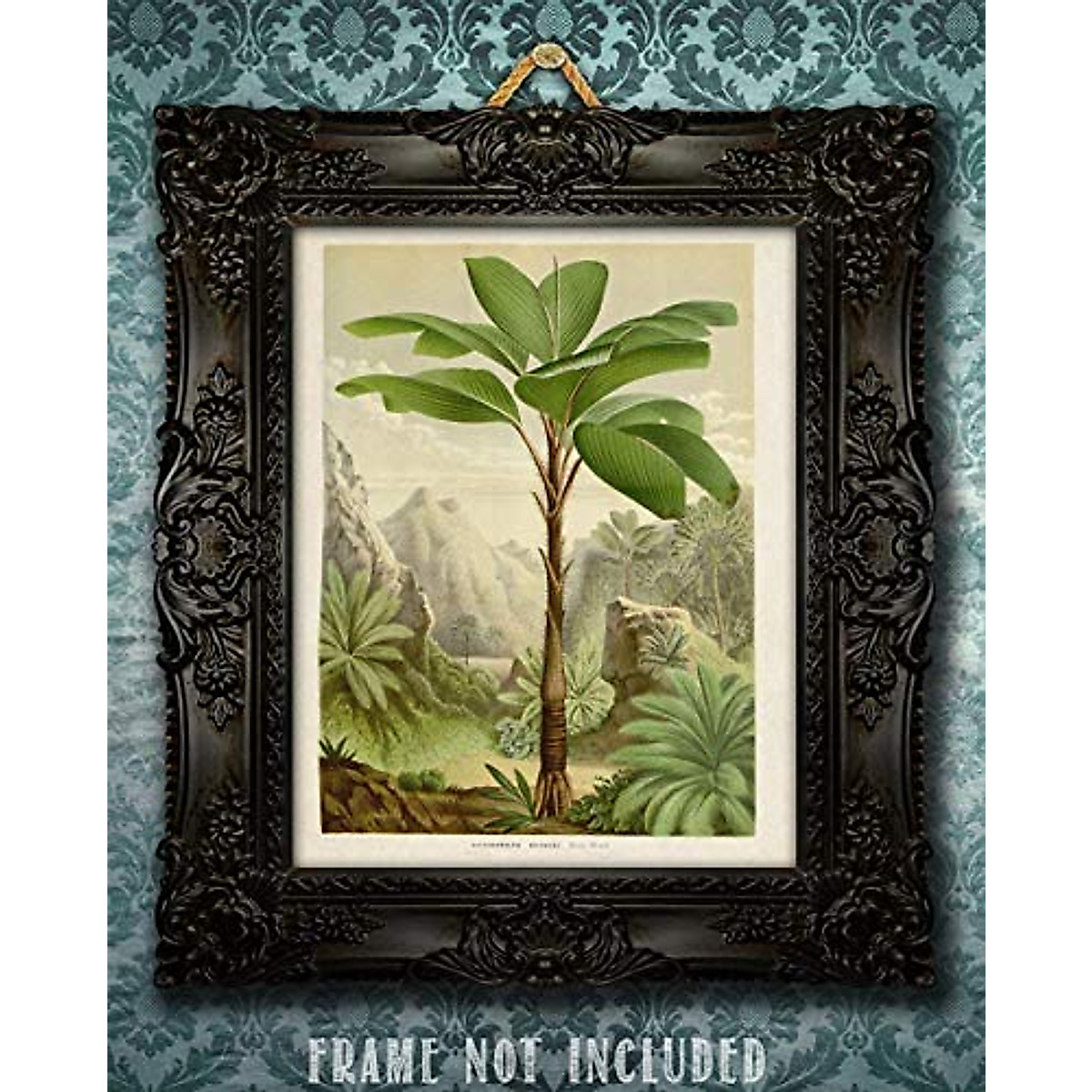Verschaffeltia Splendida Palm Botanical Illustration - 11x14 Unframed Art Print - Makes a Great Wall Decor for Bathrooms and Bedrooms Under $15