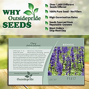 Outsidepride Salvia Sclarea Clary Sage Garden Herb with Essential Oils - 1000 Seeds