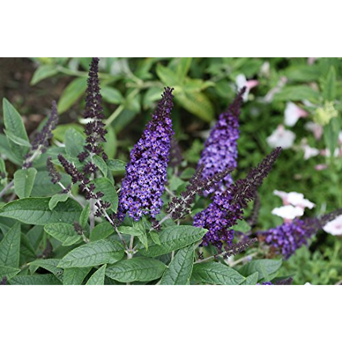 Pugster Blue Butterfly Bush (Buddleia) Live Shrub, Blue Flowers, 1 Gallon