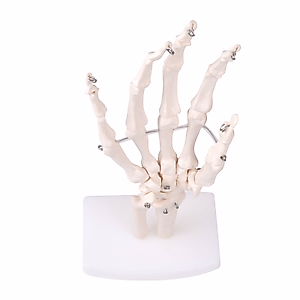 Hand Joint Anatomical Model Skeleton Model Human Medical Anatomy Life Size Educational Hand Bone Mold Anatomical Hand