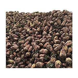 Red Mangel Mammoth Beet Seeds Microgreen Sprouting Garden, or Fodder Giant 311C (30 Seeds or 1 Gram)